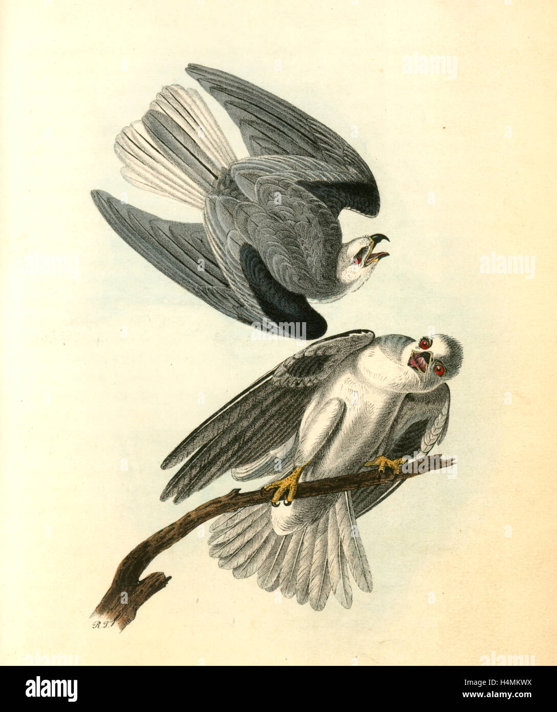 Black-shouldered Elanus., Audubon, John James, 1785-1851 Stock Photo ...