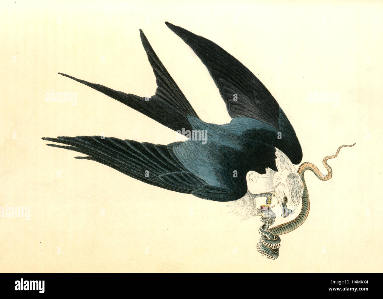 Swallow tailed hawk hi-res stock photography and images - Alamy