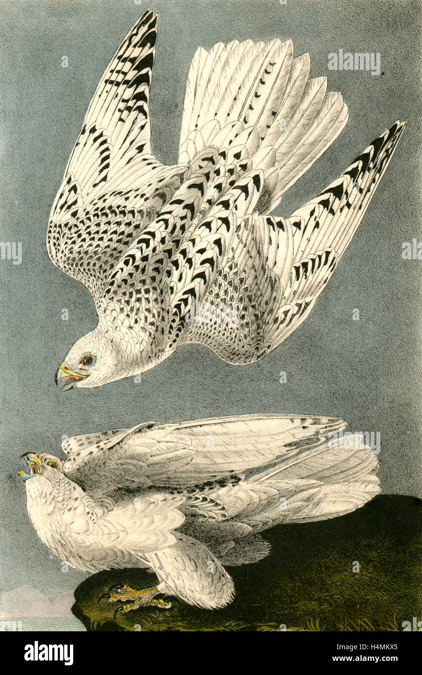 Iceland or Gyr Falcon., Audubon, John James, 1785-1851 Stock Photo - Alamy