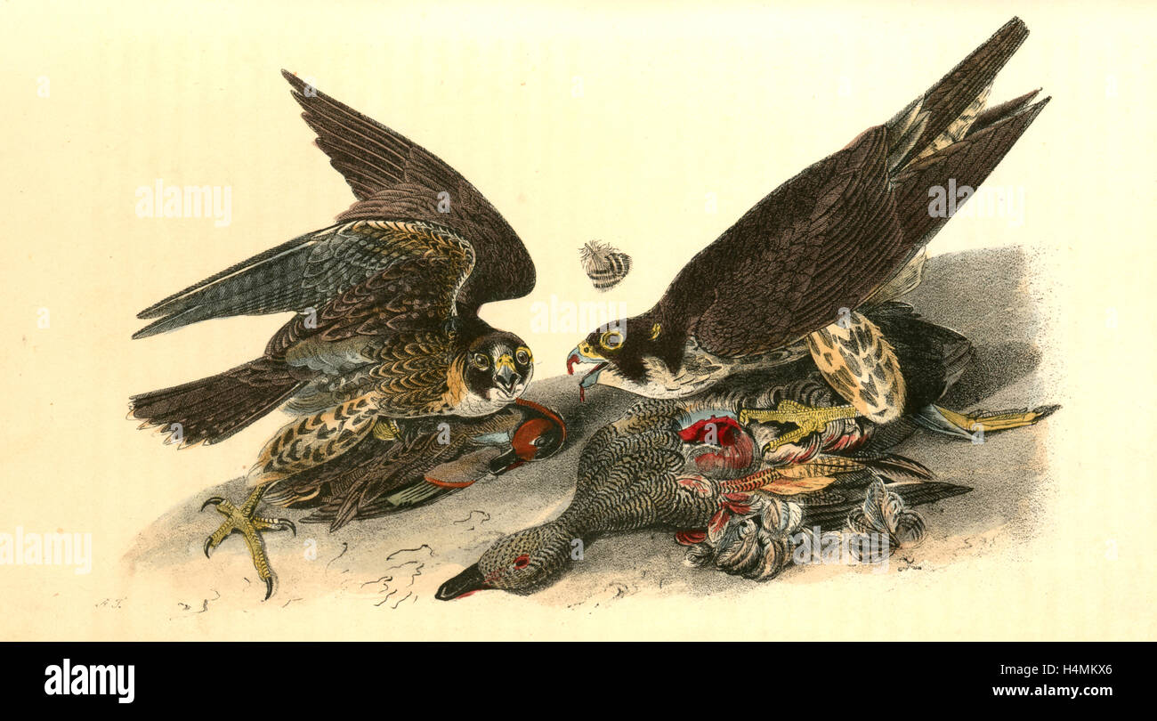 Peregrine falcon audubon hi-res stock photography and images - Alamy