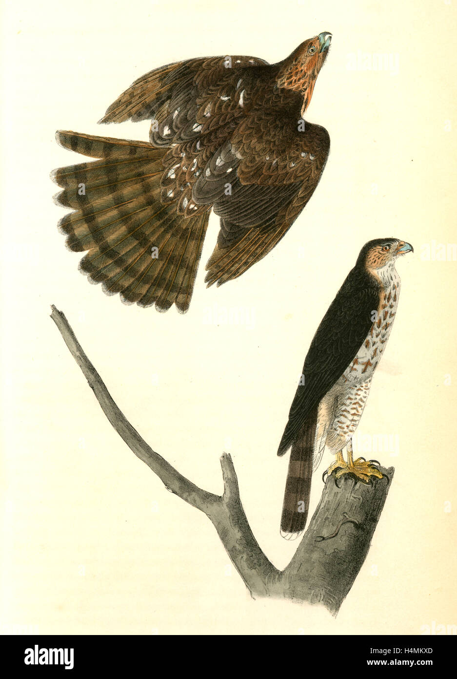 John hawk hi-res stock photography and images - Alamy