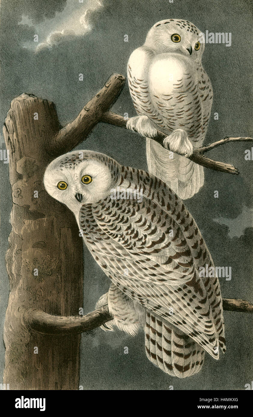 Snowy Owl., Audubon, John James, 1785-1851 Stock Photo - Alamy