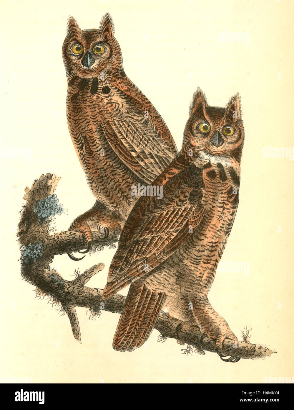 John James Audubon Owls