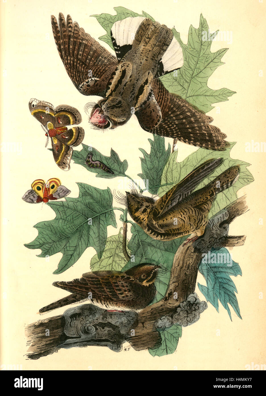 Quercitron oak hi-res stock photography and images - Alamy