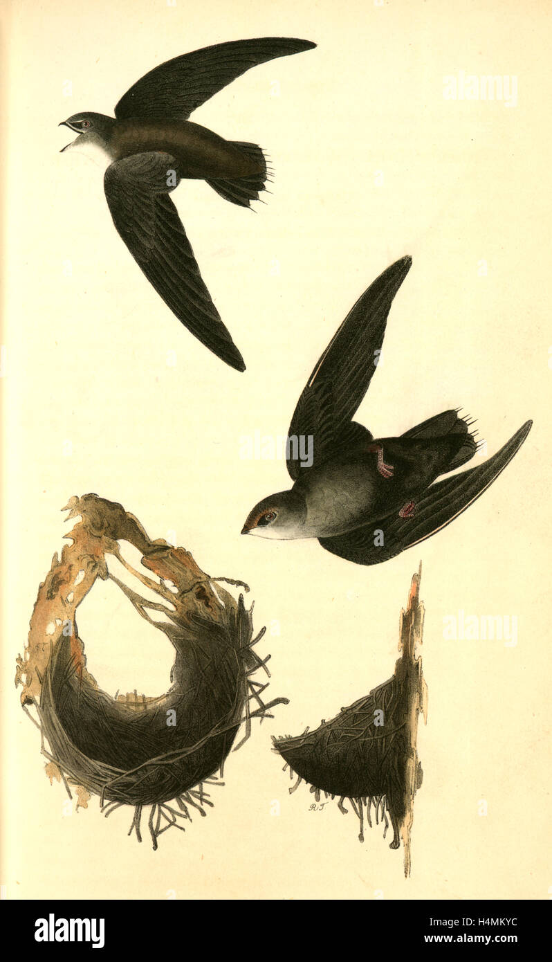 American Swift. (Nests), Audubon, John James, 1785-1851 Stock Photo - Alamy