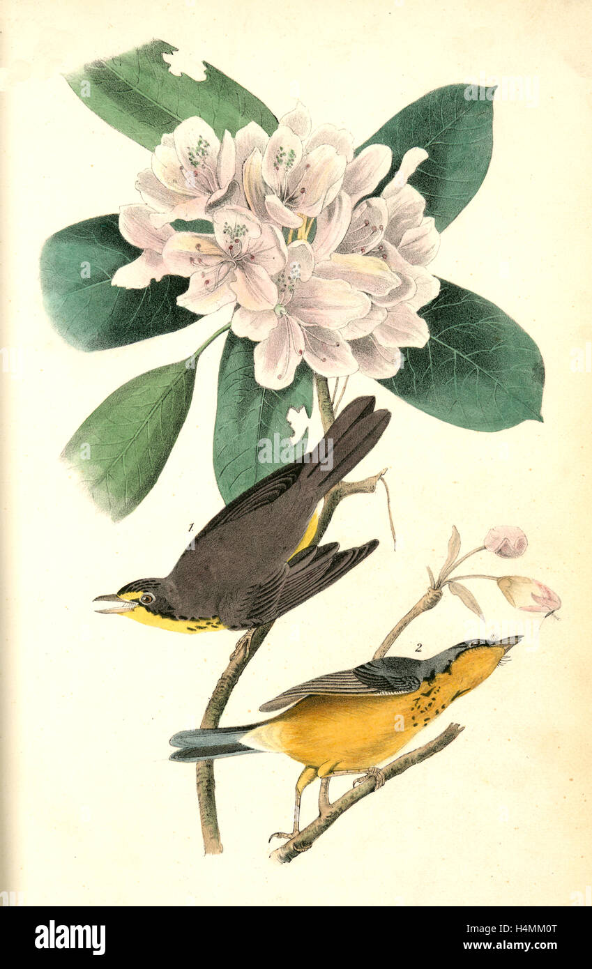 Canada Flycatcher, 1. Male, 2. Female. Great Laurel. Rhododendron ...
