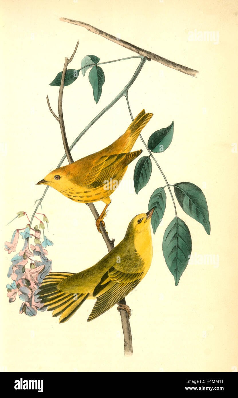 Yellow poll yellow poll hi-res stock photography and images - Alamy