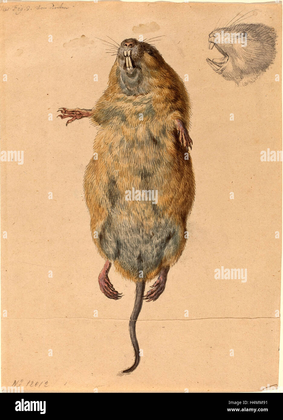 Swiss mouse hi-res stock photography and images - Alamy