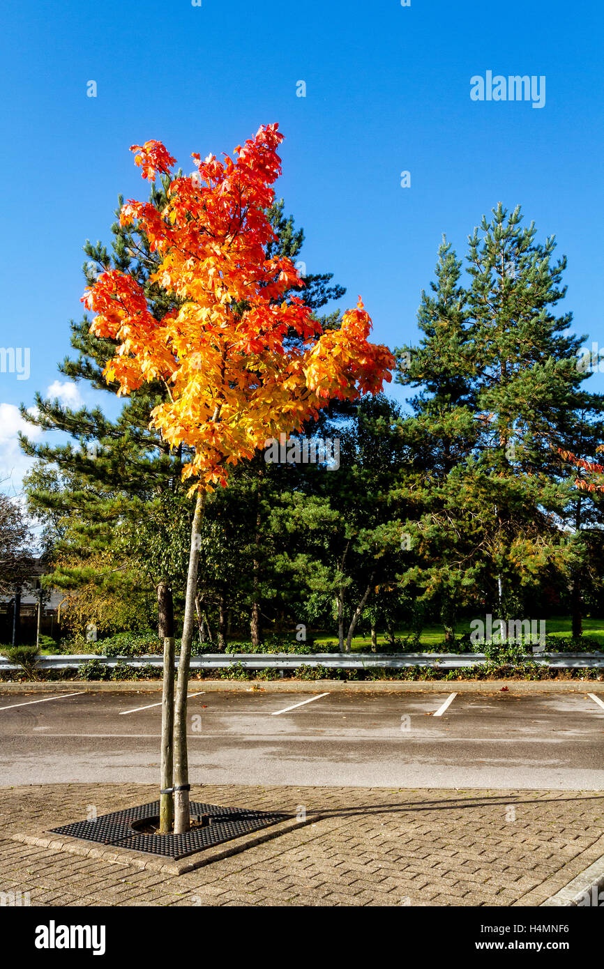 Deciduous tree in front of an evergreen tree during Autumn Stock Photo ...
