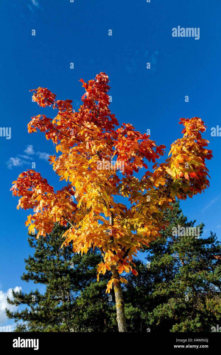 Evergreen deciduous woody hi-res stock photography and images - Alamy