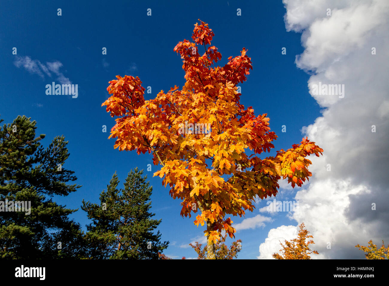 Deciduous tree in front of an evergreen tree during Autumn Stock Photo ...