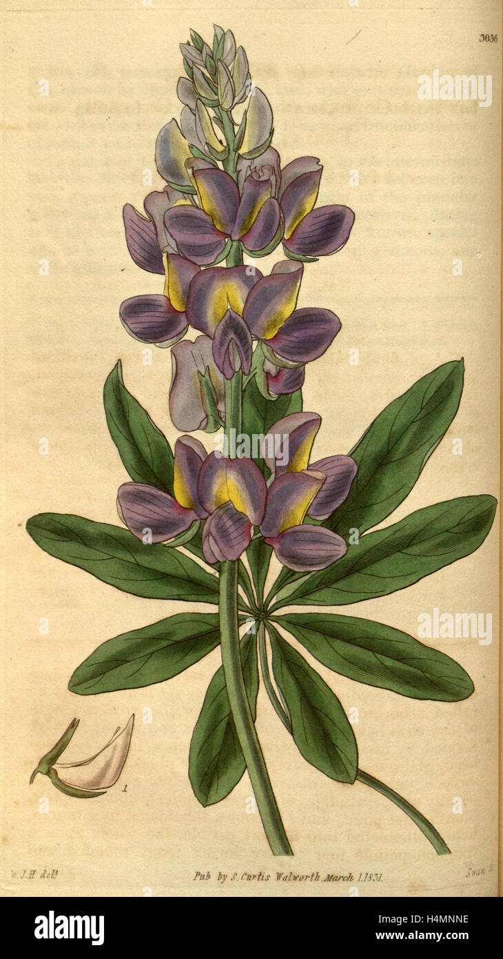 Botanical print by Sir William Jackson Hooker, FRS, 1785 – 1865 ...