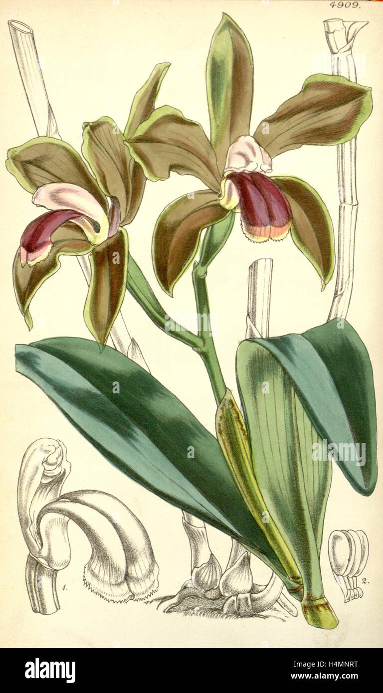 19th century botanical colour print. Botanical illustration. Form ...