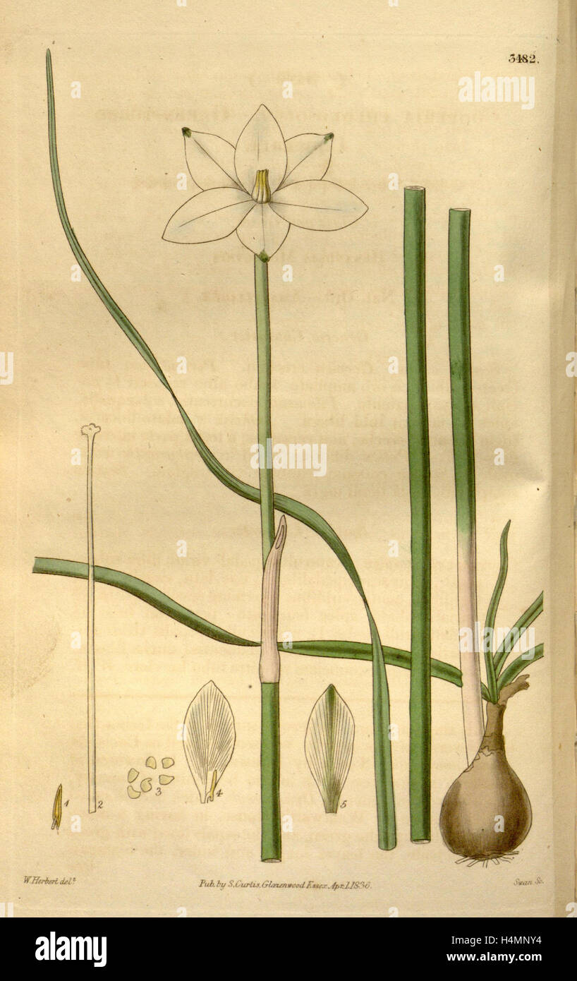 Botanical print by William Herbert, 1778 – 1847 was a British botanist ...