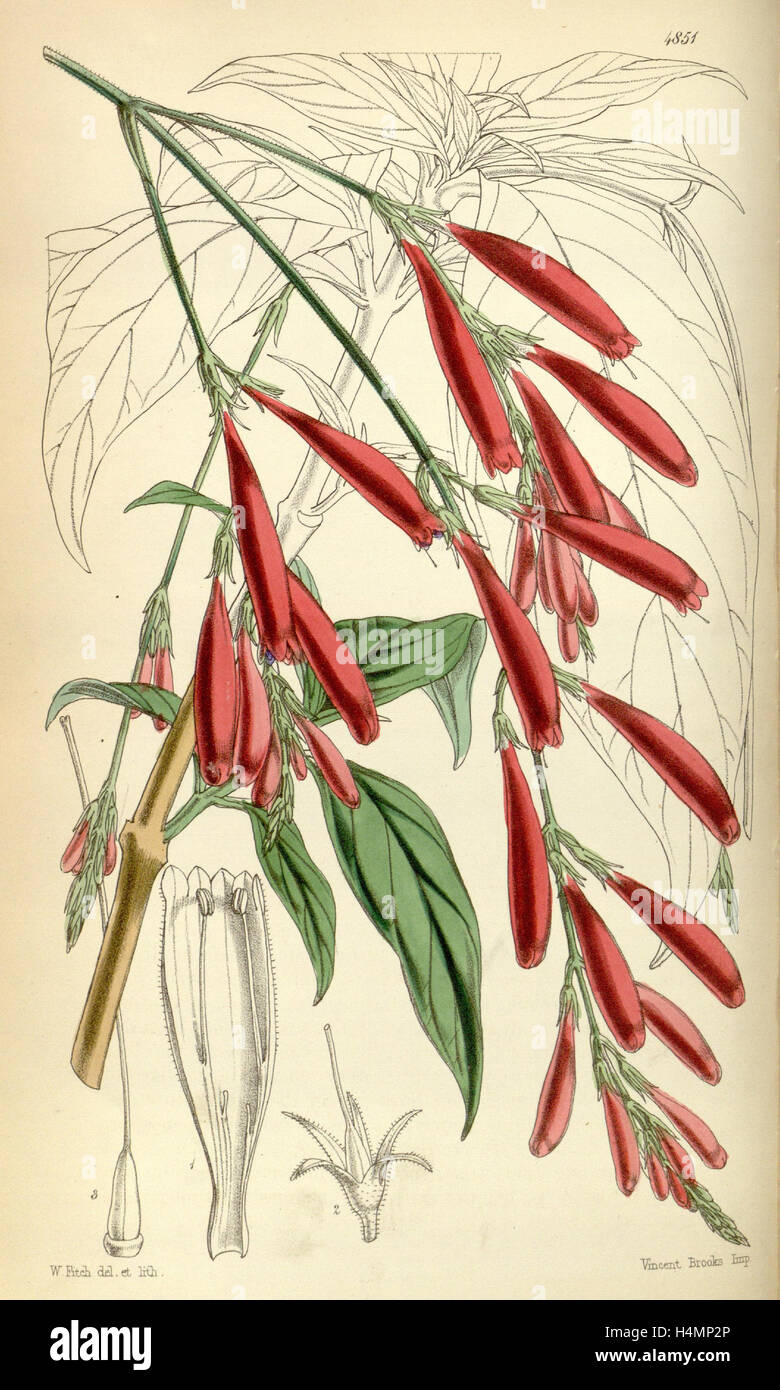 Botanical Print by Walter Hood Fitch 1817 – 1892, botanical illustrator ...