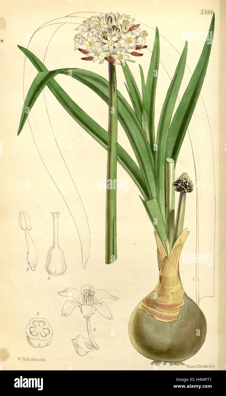Botanical Print by Walter Hood Fitch 1817 – 1892, botanical illustrator ...