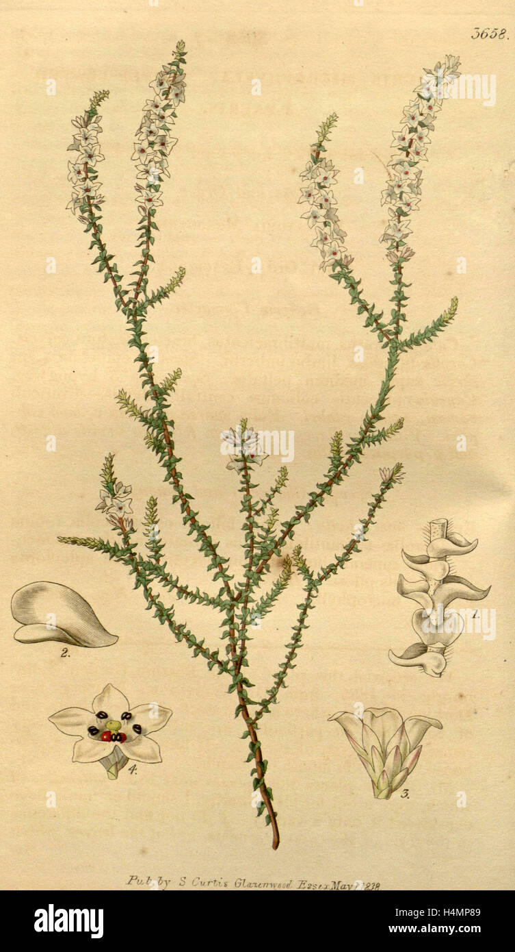 19th century botanical colour print. Botanical illustration. Form ...