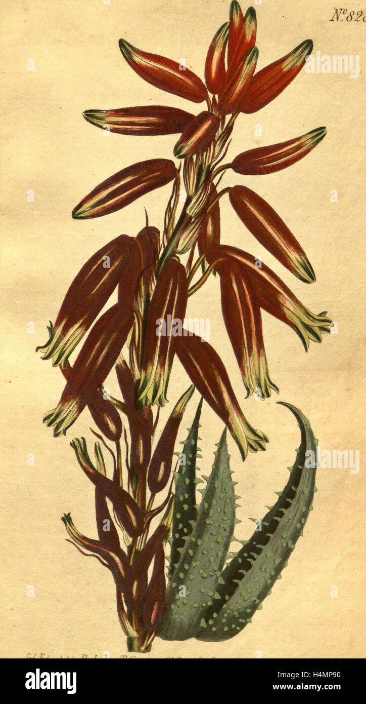 19th century botanical colour print. Botanical illustration. Form ...