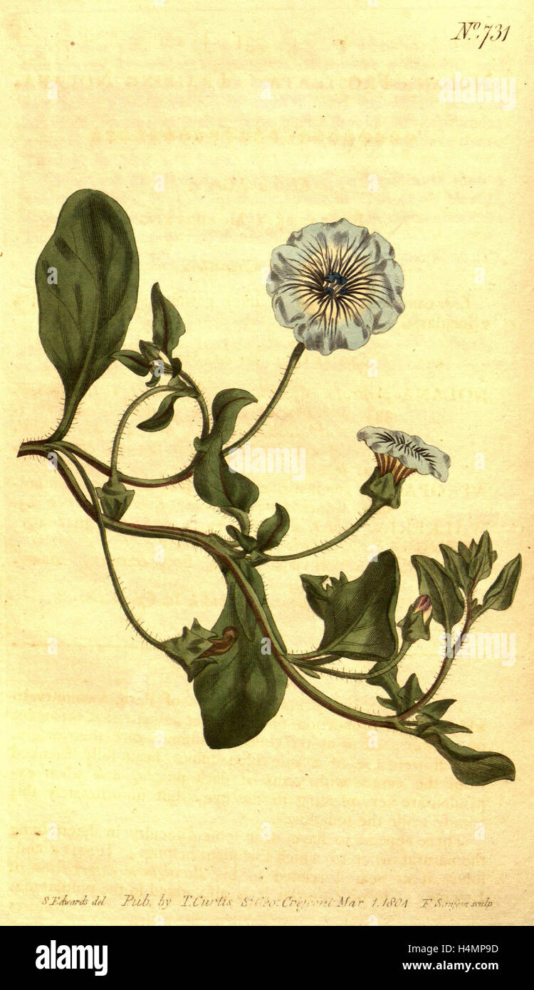 Botanical print by Sydenham Teast Edwards 1768 – 1819, Sydenham Edwards ...