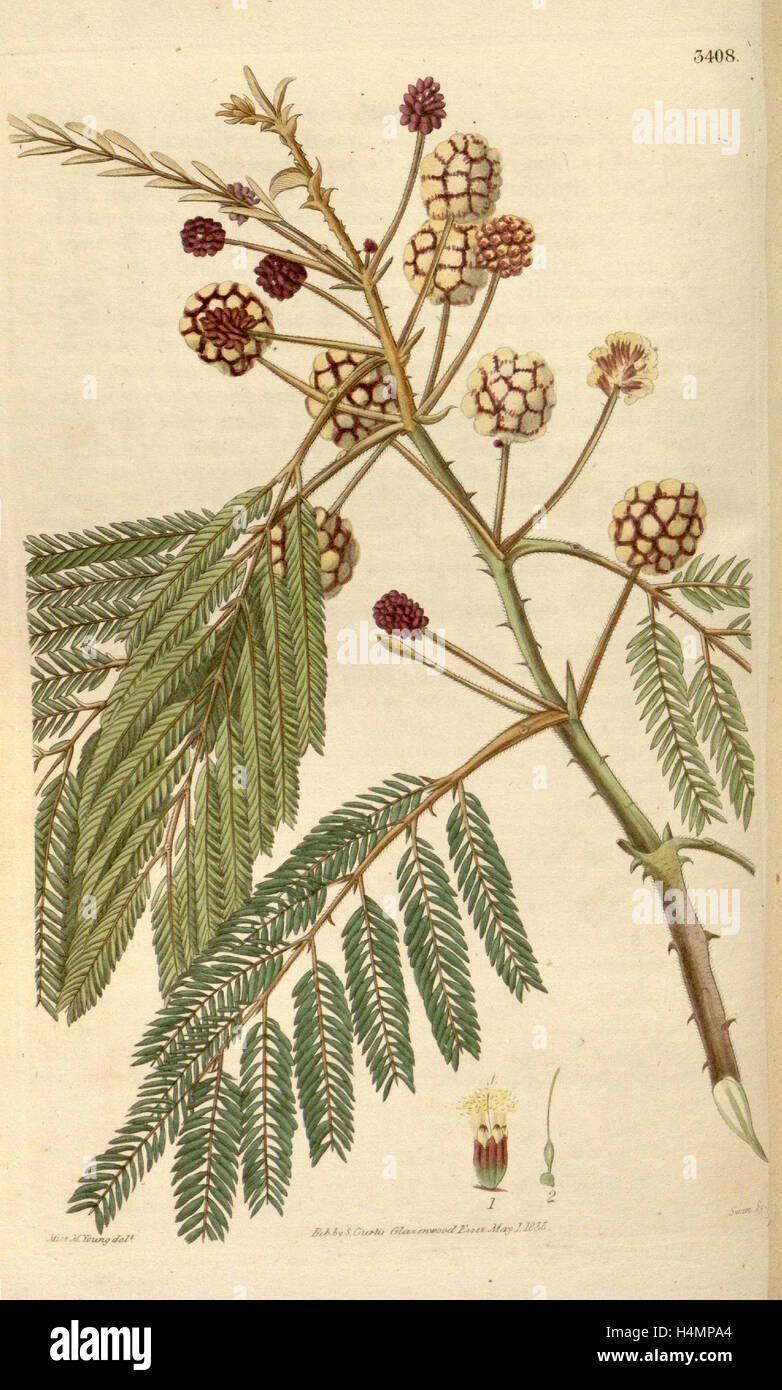 19th century botanical colour print. Botanical illustration. Form ...