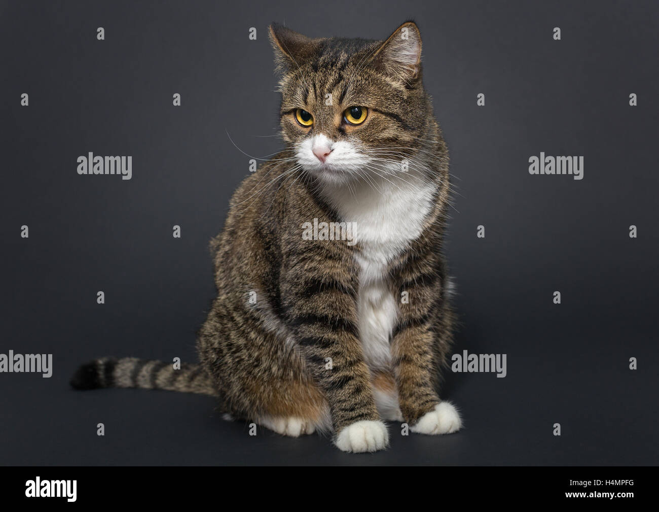 Big grey cat sitting on a black background Stock Photo - Alamy