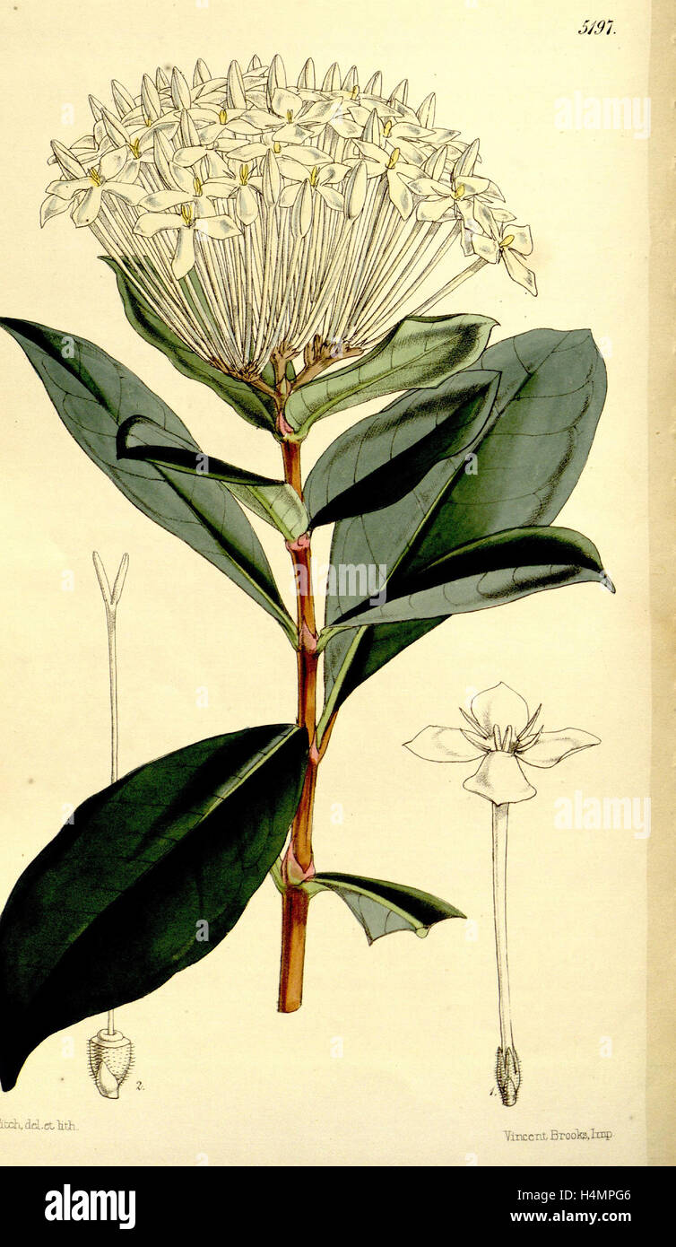Botanical Print by Walter Hood Fitch 1817 – 1892, W.H. Fitch was an ...
