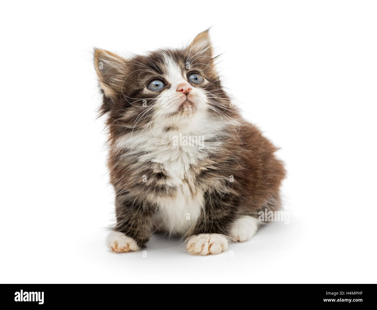 Sad, small, gray kitten isolated on white Stock Photo - Alamy