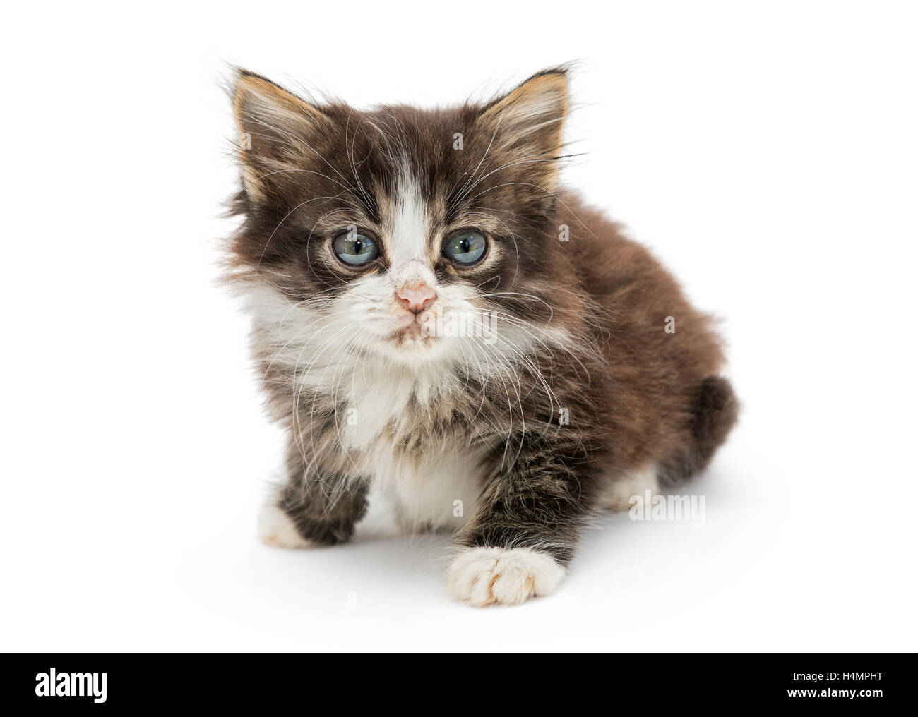 Isolated cute sad cat hi-res stock photography and images - Alamy