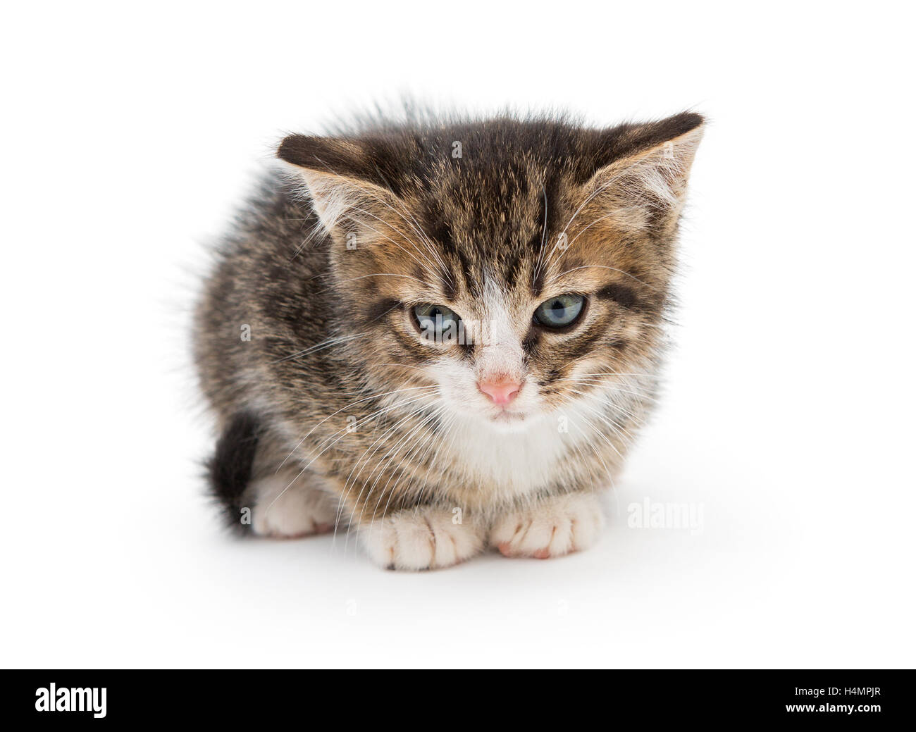 Sad, small, gray kitten isolated on white Stock Photo - Alamy
