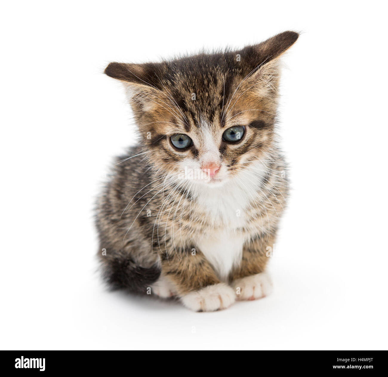 Sad, small, gray kitten isolated on white Stock Photo - Alamy