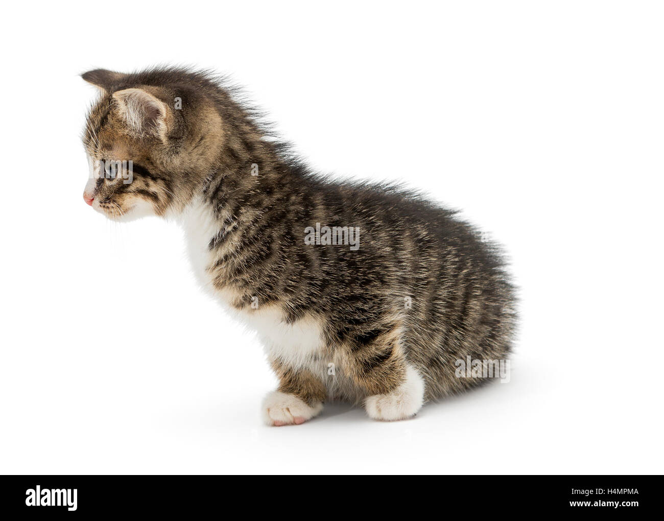 Curious gray kitty, side view, isolated on white Stock Photo - Alamy