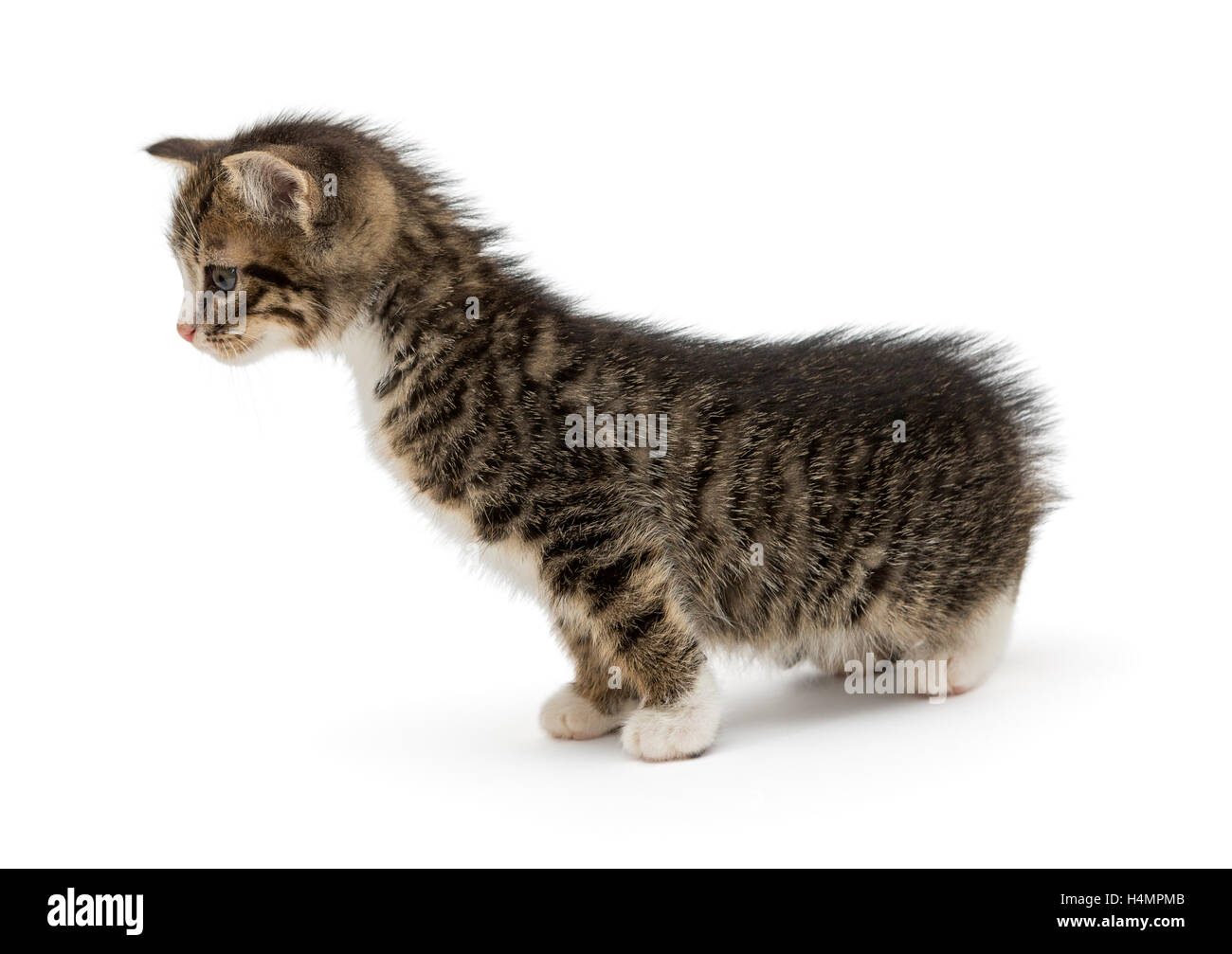 Curious gray kitty, side view, isolated on white Stock Photo - Alamy