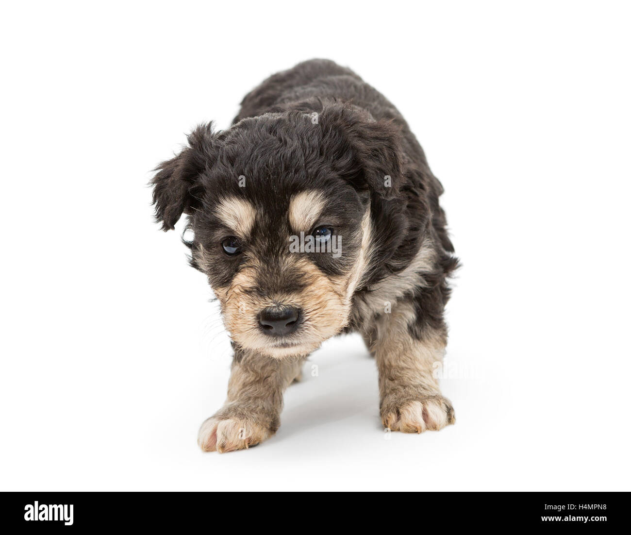 Serious little Cut Out Stock Images & Pictures - Alamy