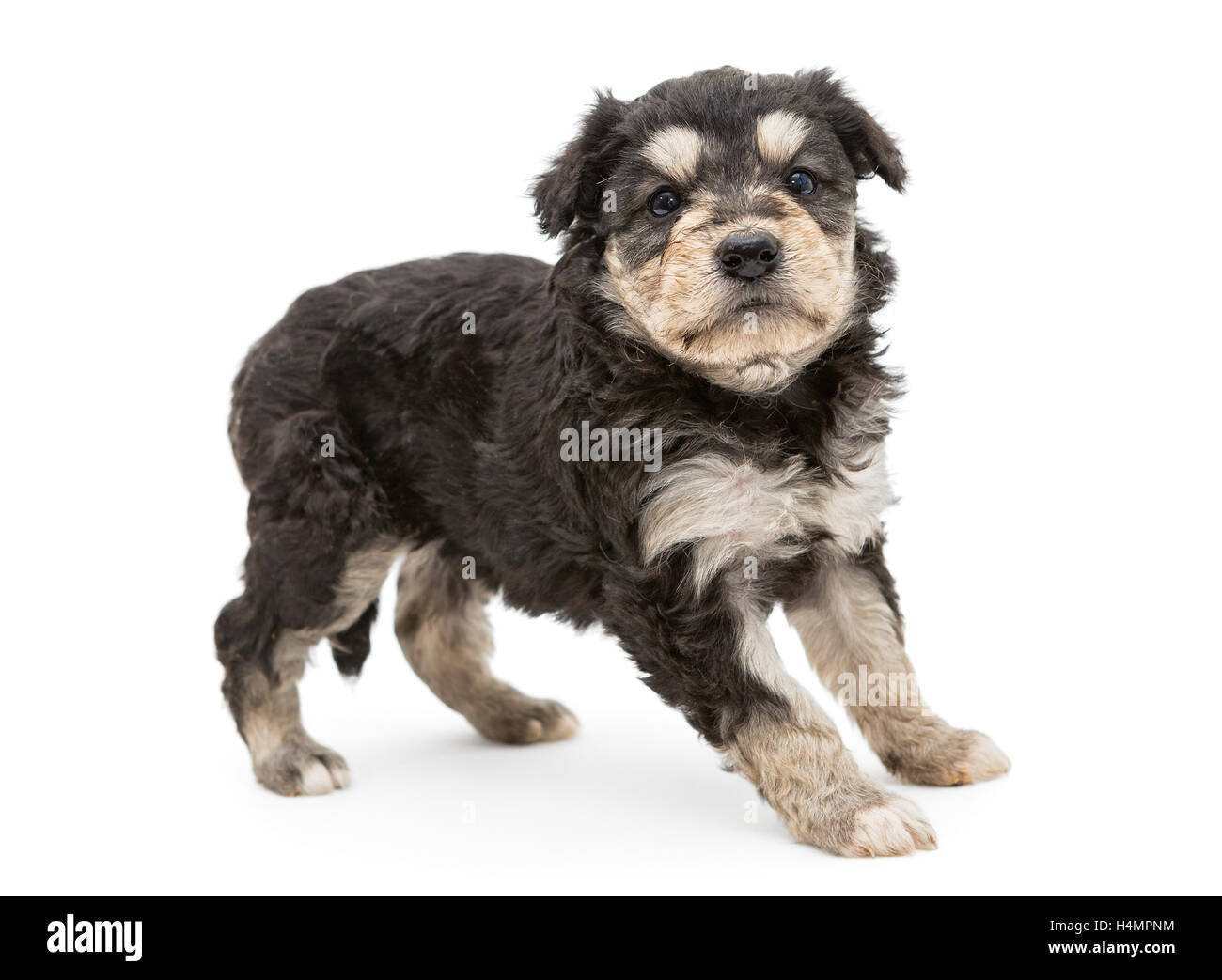 Serious puppy hi-res stock photography and images - Alamy