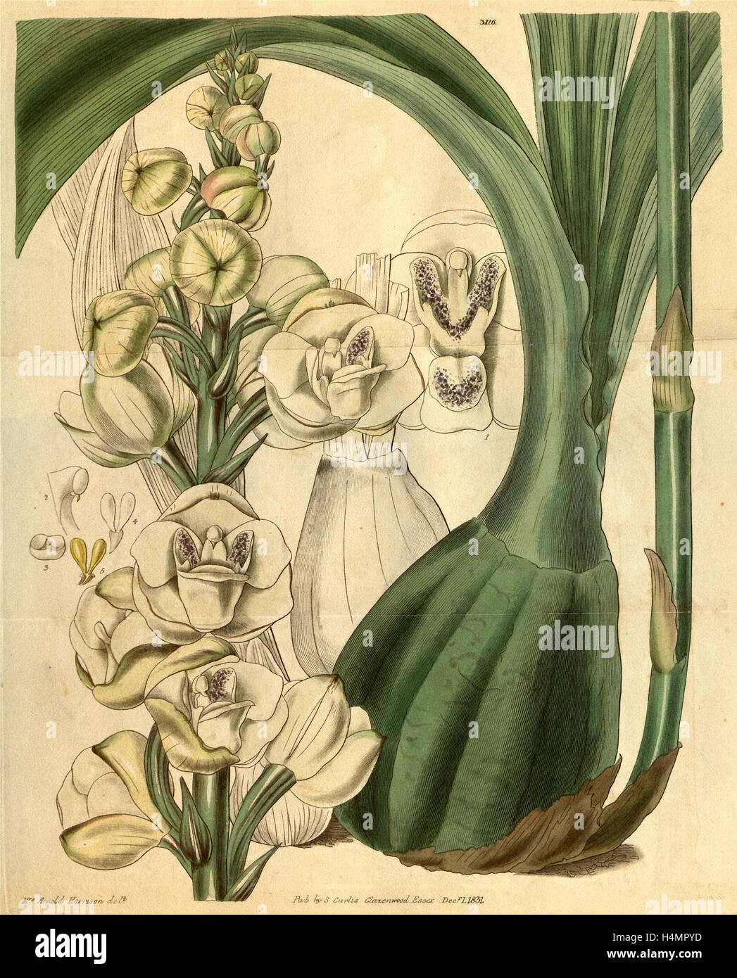 19th century botanical colour print. Botanical illustration. Form ...