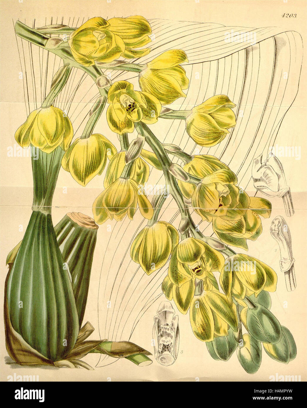 19th century botanical colour print. Botanical illustration. Form ...