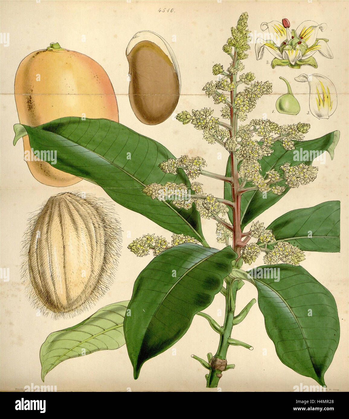 Botanical Print by Walter Hood Fitch 1817 – 1892, W.H. Fitch was an ...