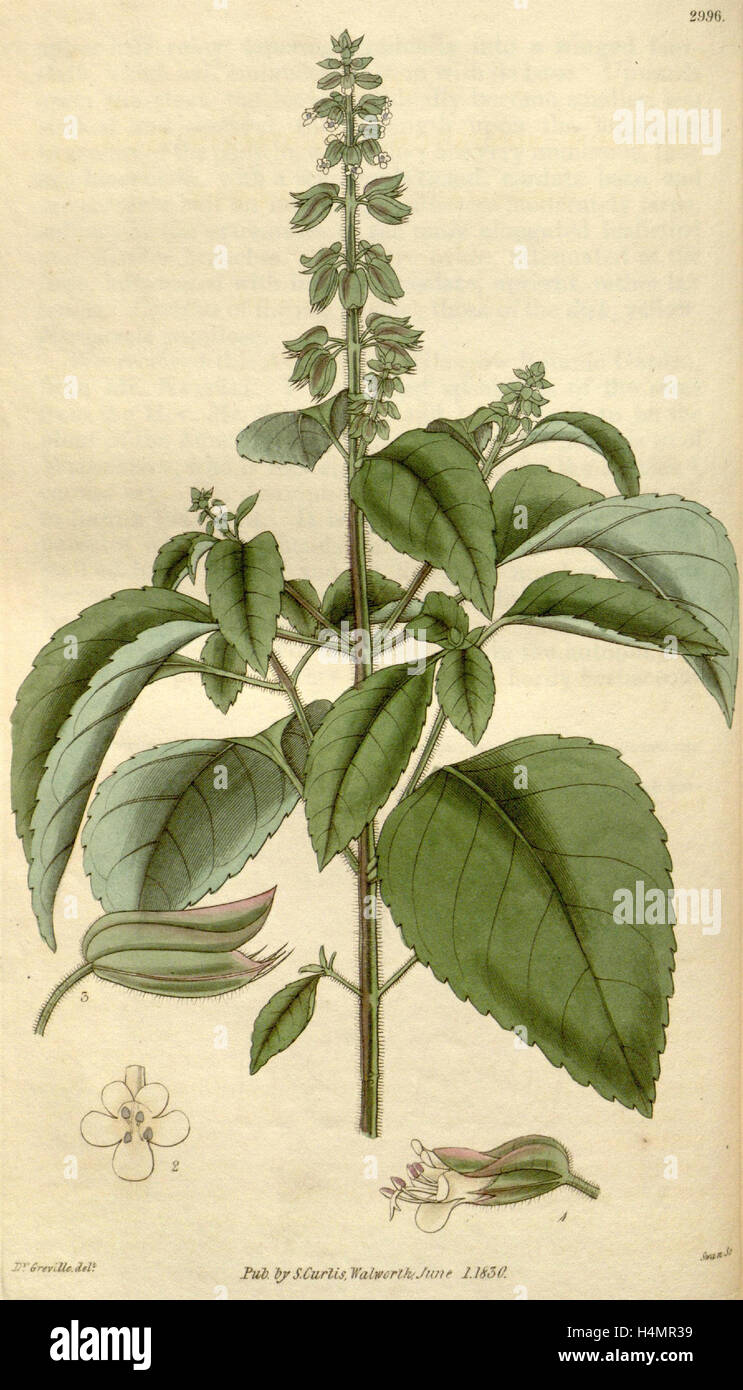 Robert kaye greville hi-res stock photography and images - Alamy