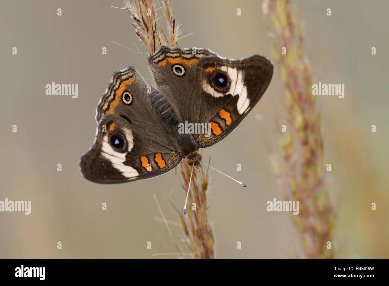 Common butterfly butterfly hi-res stock photography and images - Alamy