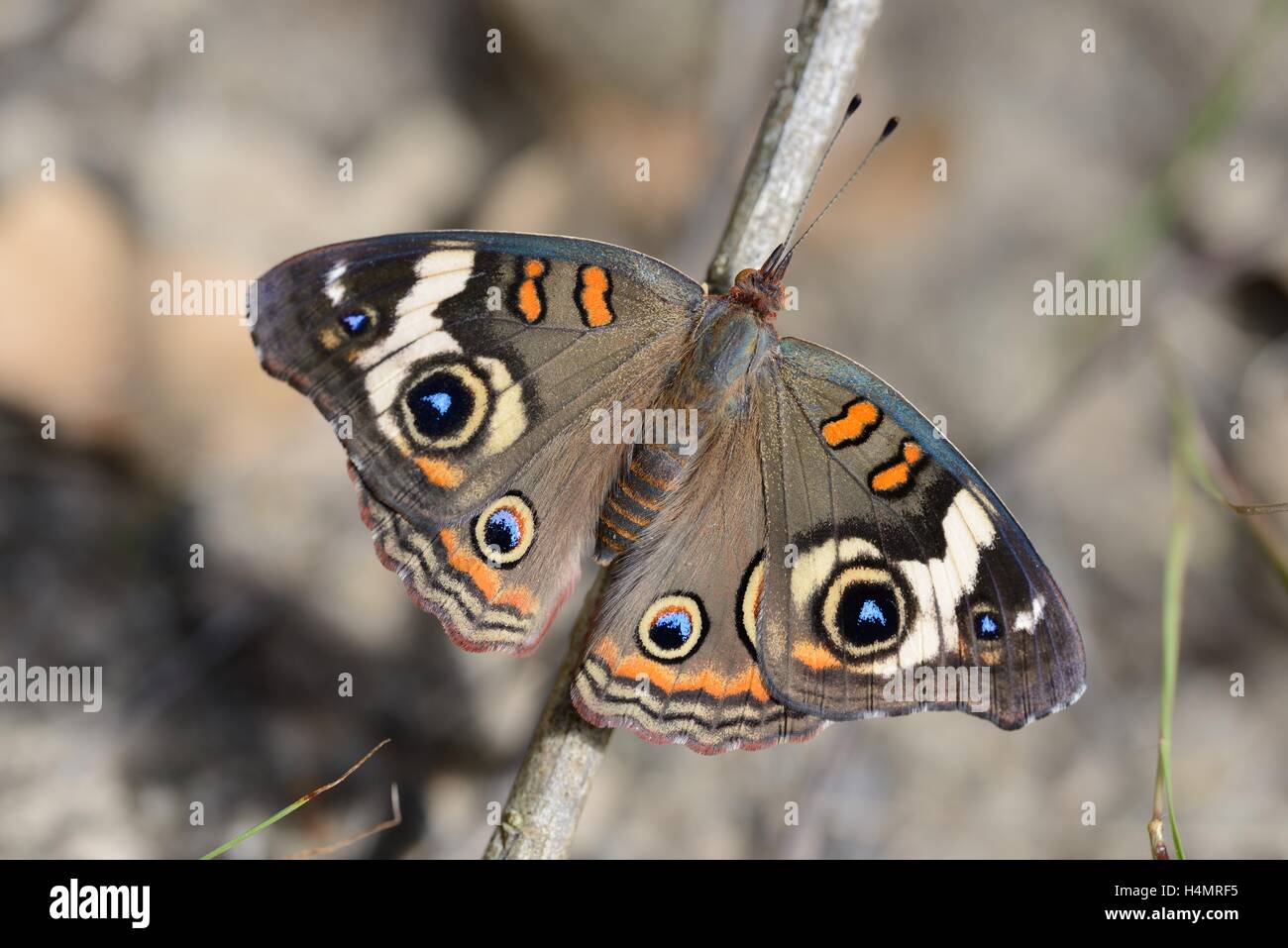Buckeye butterfly hi-res stock photography and images - Alamy