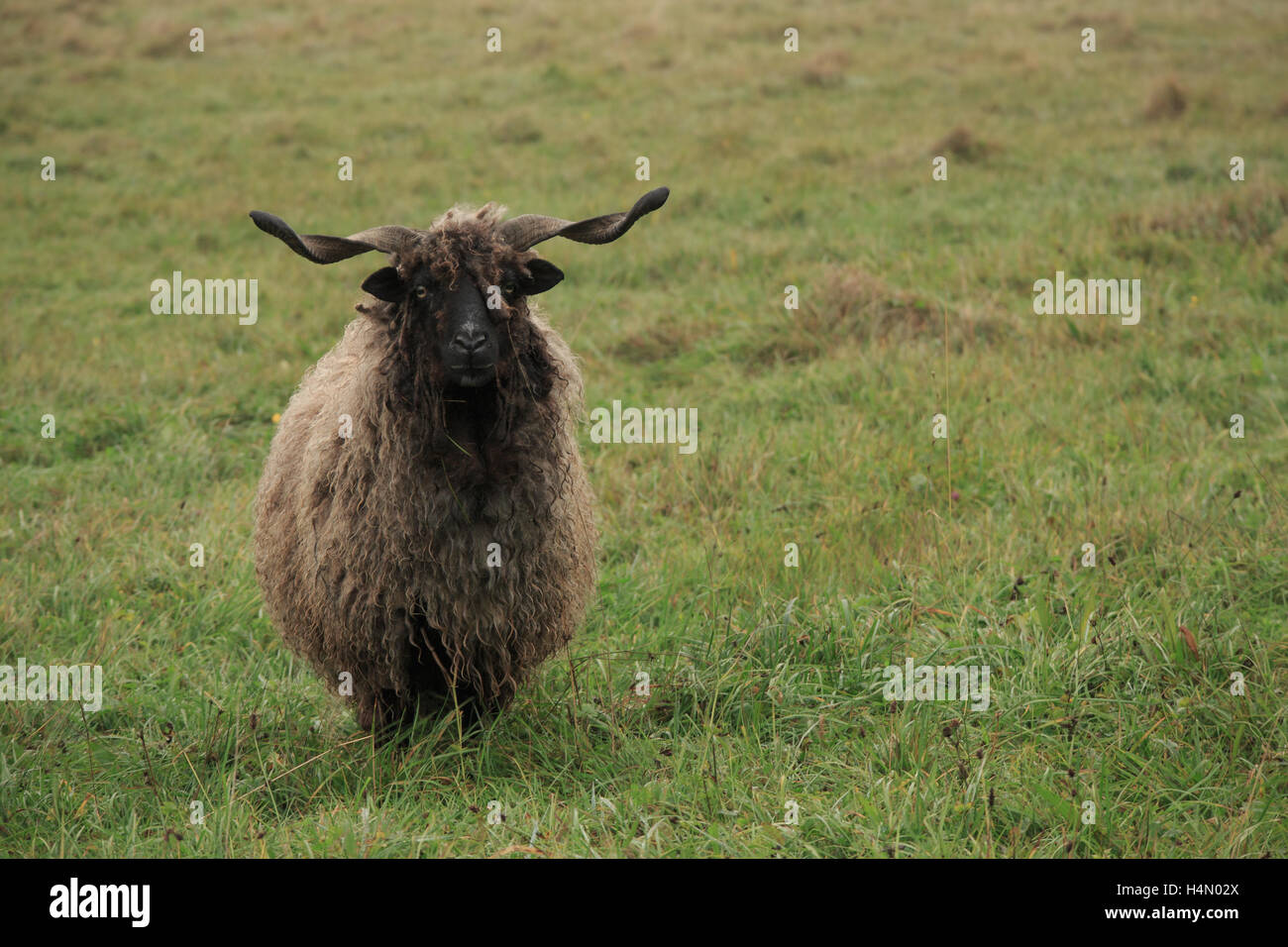 hungarian 'racka' sheep (Ovis aries strepsiceros Hortobagyiensis Stock ...