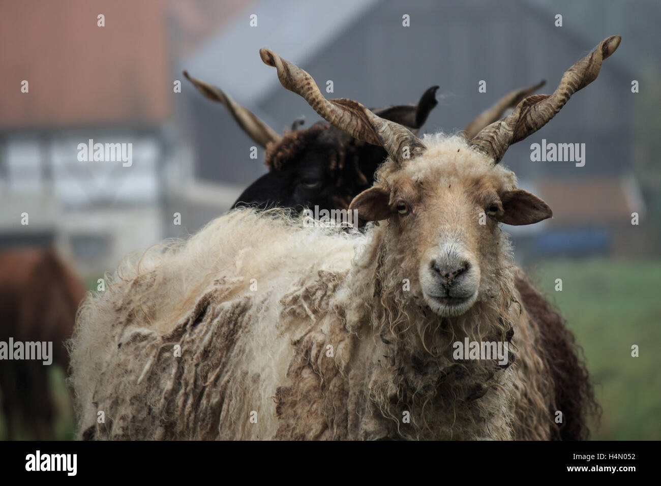 hungarian 'racka' sheep (Ovis aries strepsiceros Hortobagyiensis Stock ...