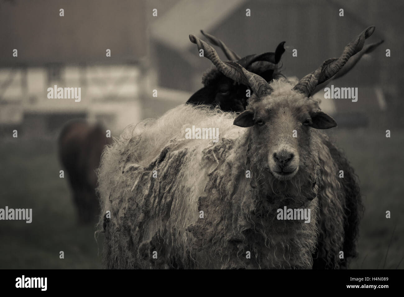 hungarian 'racka' sheep (Ovis aries strepsiceros Hortobagyiensis Stock ...
