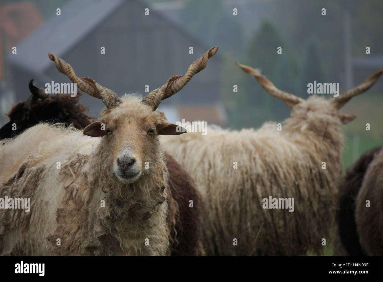 hungarian 'racka' sheep (Ovis aries strepsiceros Hortobagyiensis Stock ...