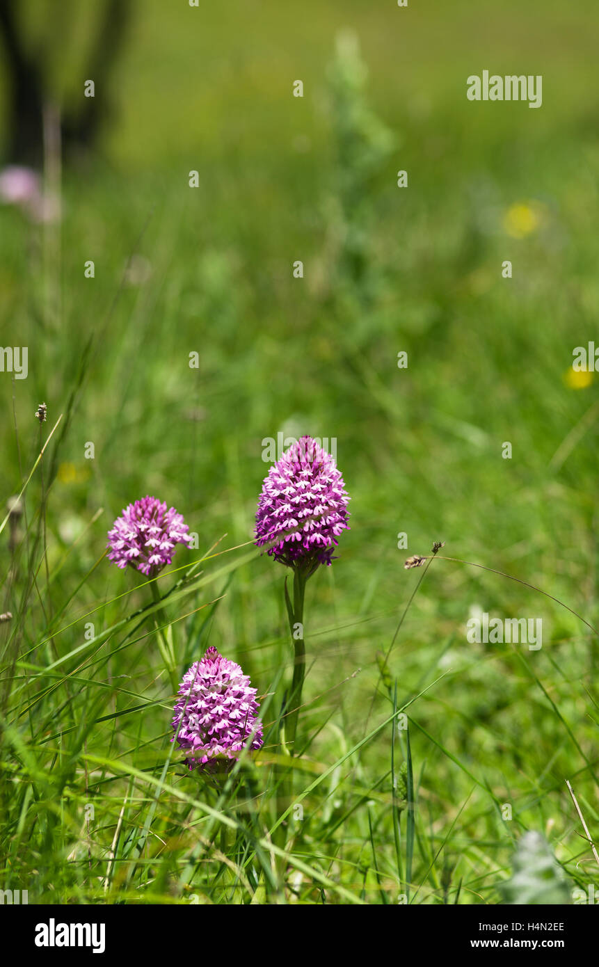 Pyramidal orchid plants on a green field – Anacamptis pyramidalis Stock ...