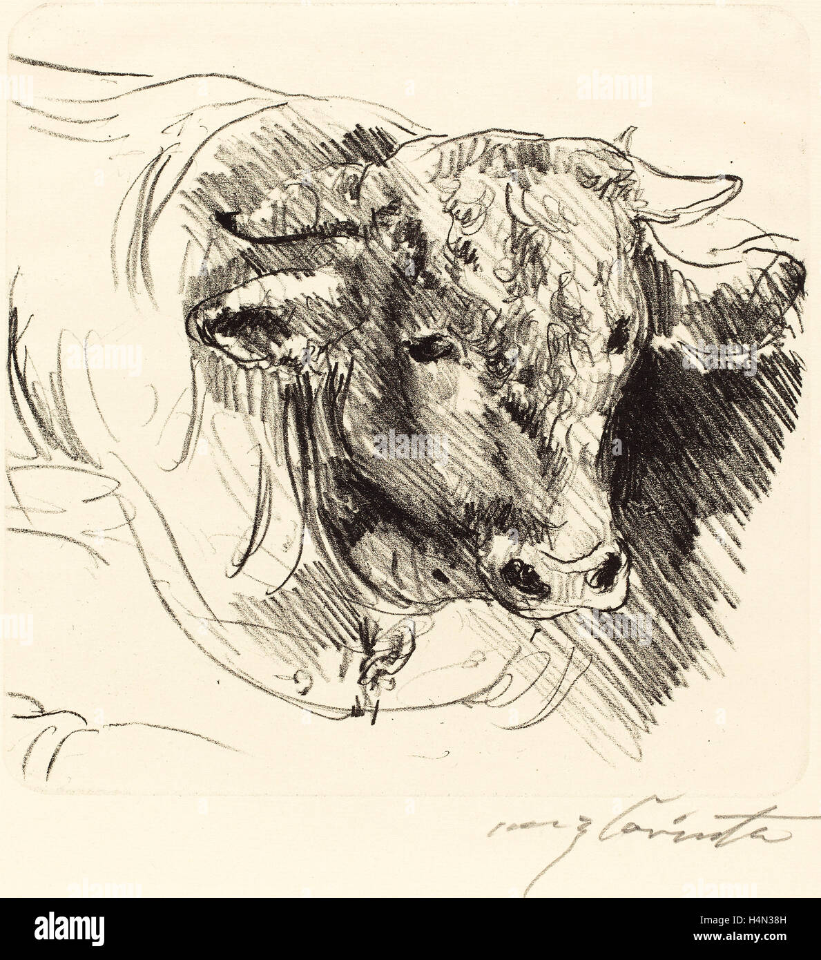 Lovis Corinth, Head of a Steer (Stierkopf), German, 1858 - 1925, 1912 ...