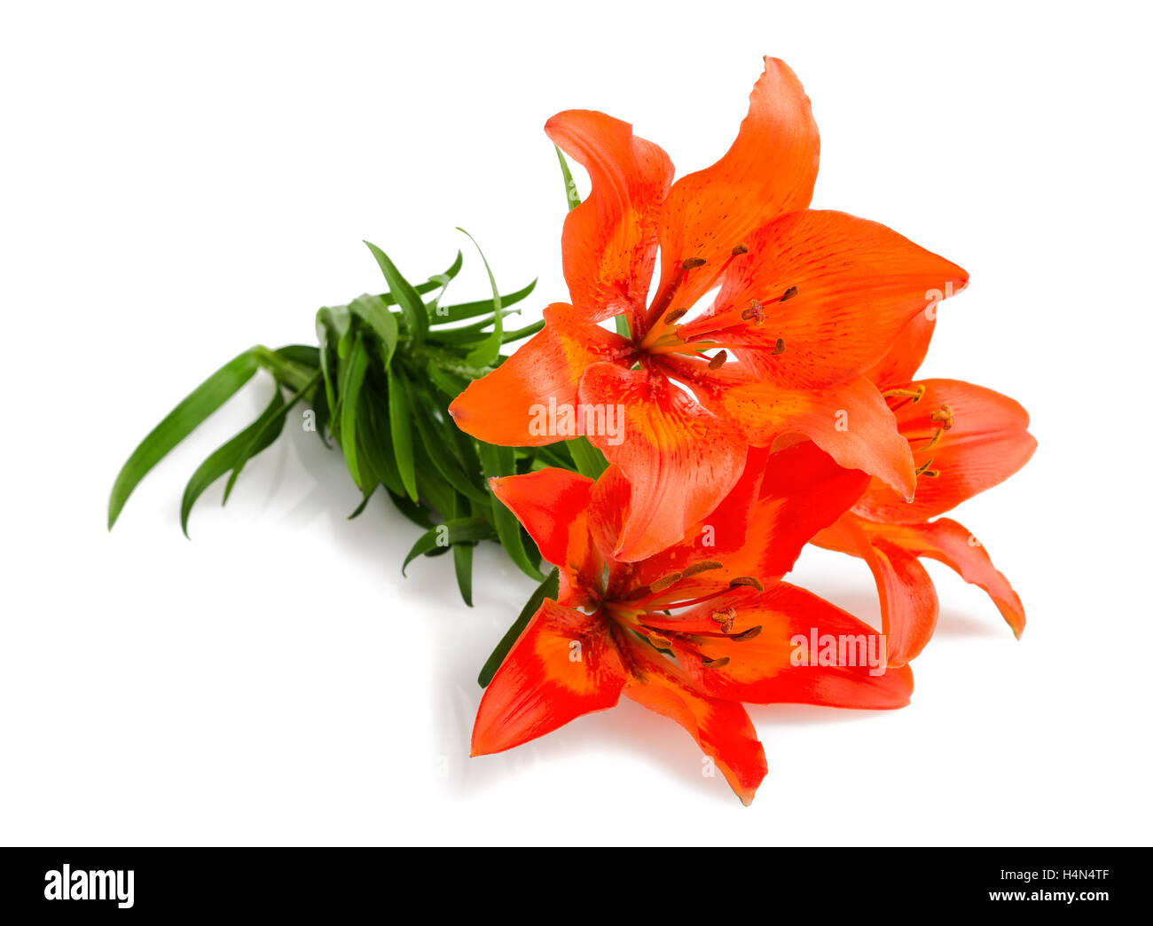 Red white orange lily hi-res stock photography and images - Alamy