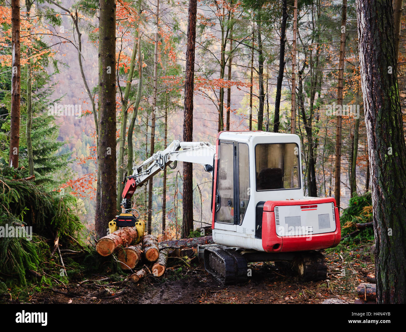 Cutting trees forest hi-res stock photography and images - Alamy