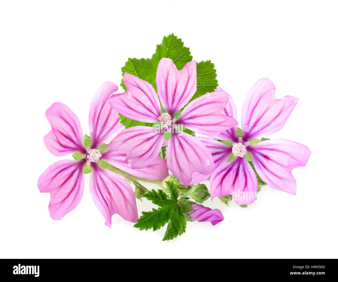 mallow flowers and leaves isolated on white background Stock Photo - Alamy