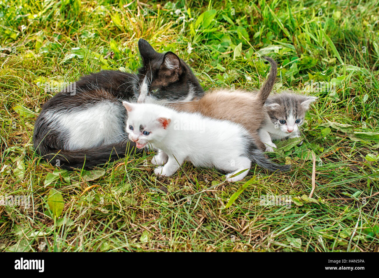 Walk kittens hi-res stock photography and images - Alamy